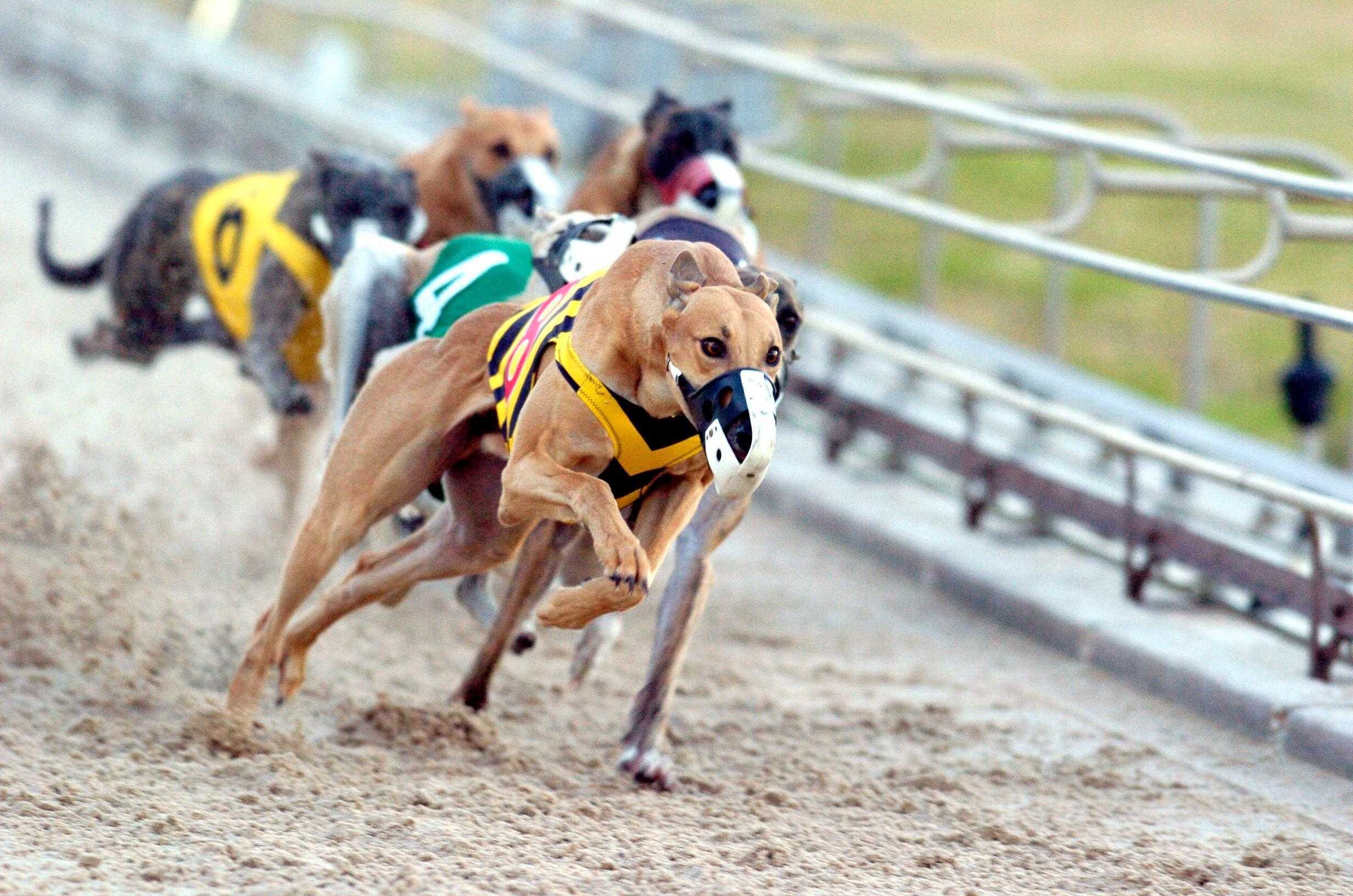 Greyhound Racing Banned In NSW Green Left